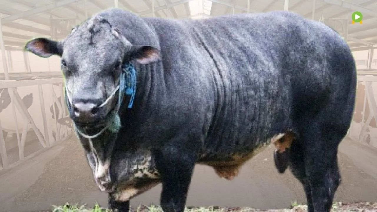 Gama, Sapi Baru Indonesia dari Gadjah Mada